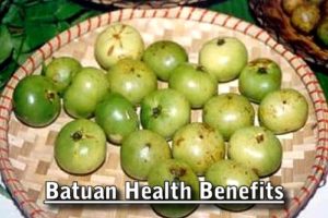Top 6 Health Benefits of Batuan / Batwan Fruit and Filipino Recipes you ...